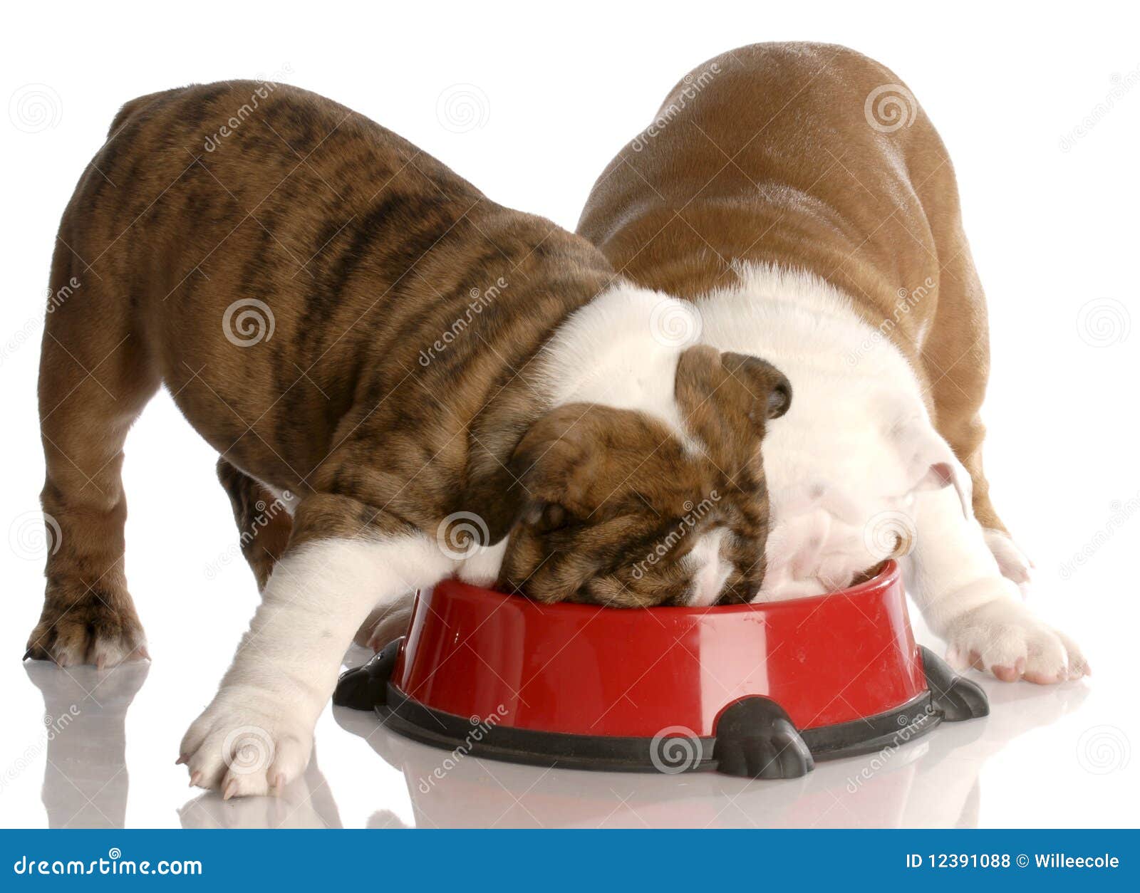Two dogs at the dog dish stock photo. Image of face, bowl - 12391088