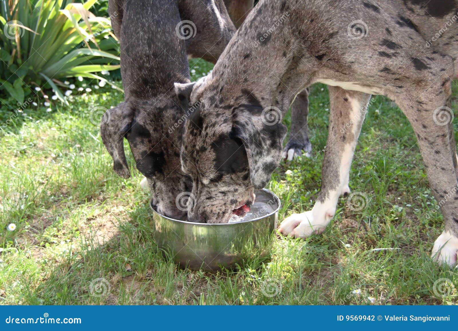 Two dogs drink water stock photo. Image of patient, lying - 9569942