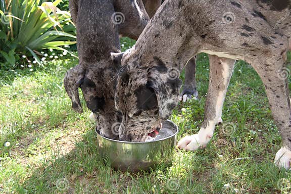 Two dogs drink water stock photo. Image of patient, lying - 9569942