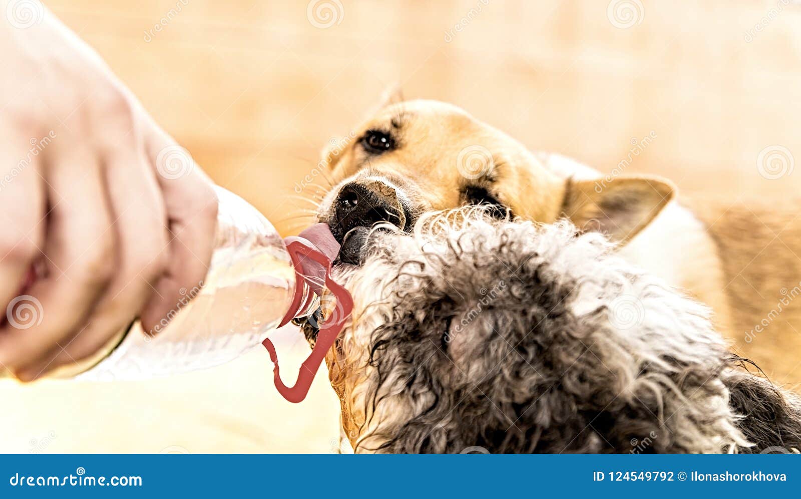 Two Dogs Drinking Water from the Plastic Bottle in the Park Stock Photo ...