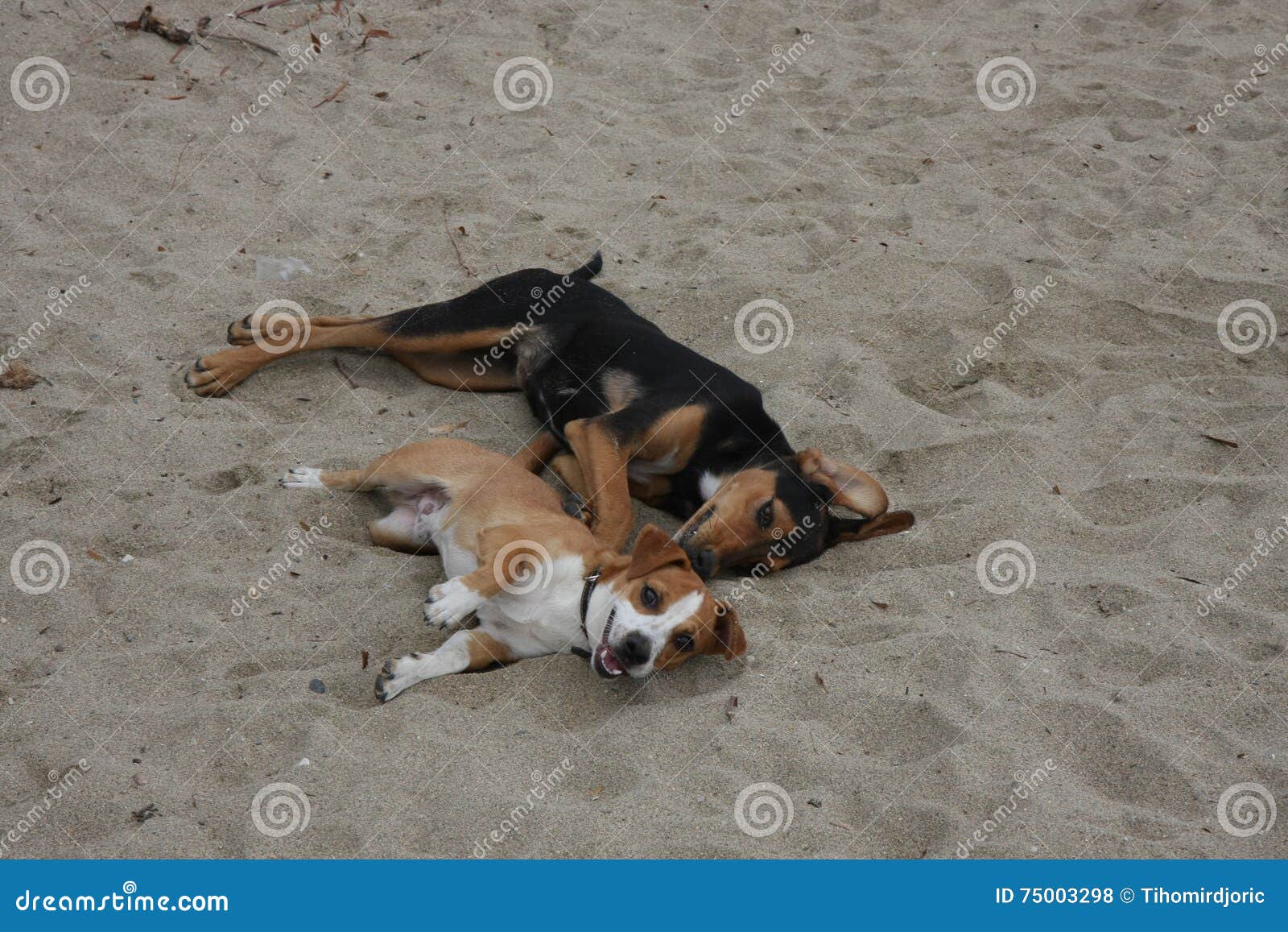 Two Dogs Enjoying on the Beach Stock Photo - Image of loyality ...