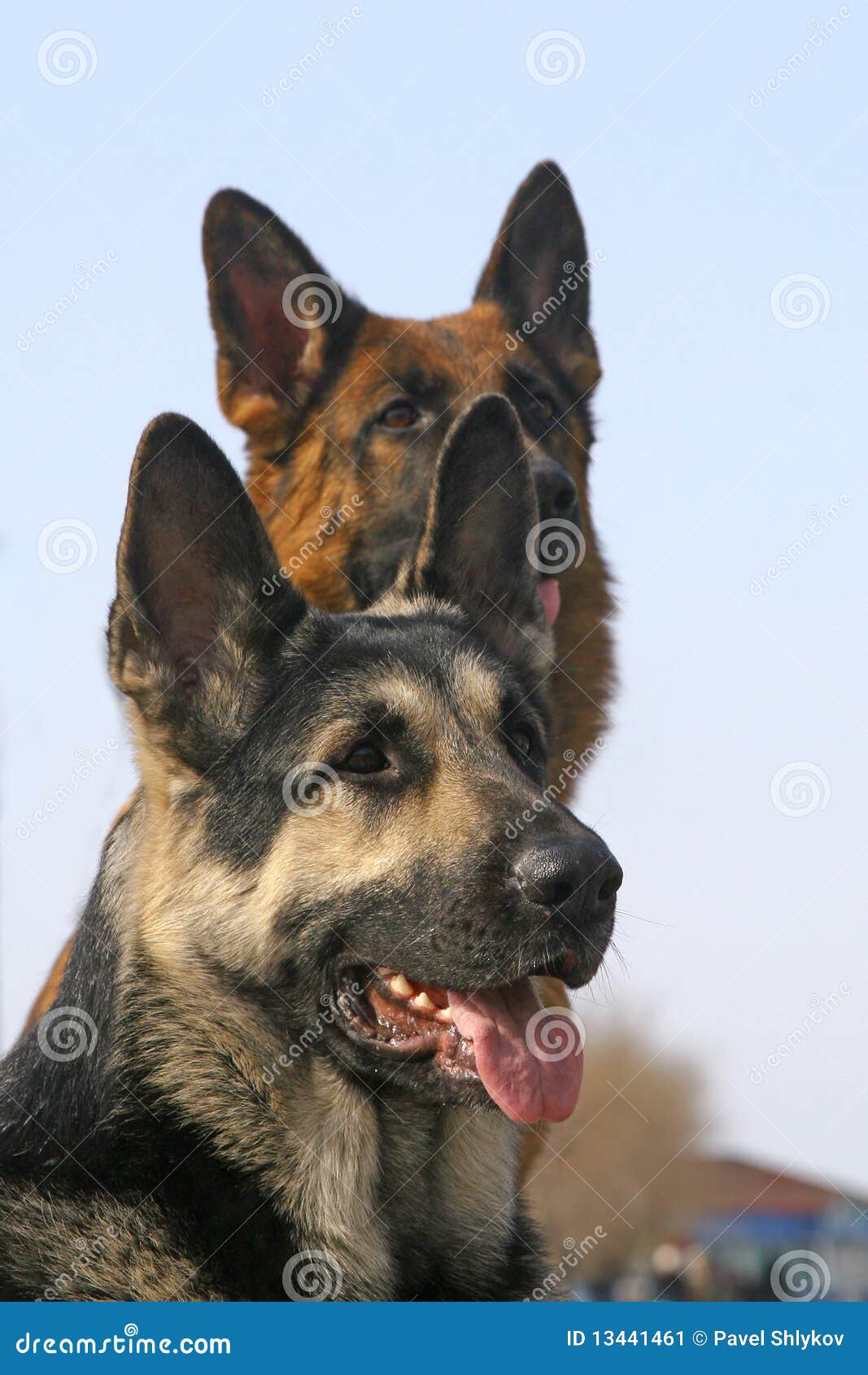 Two dogs face stock image. Image of pedigree, canine - 13441461