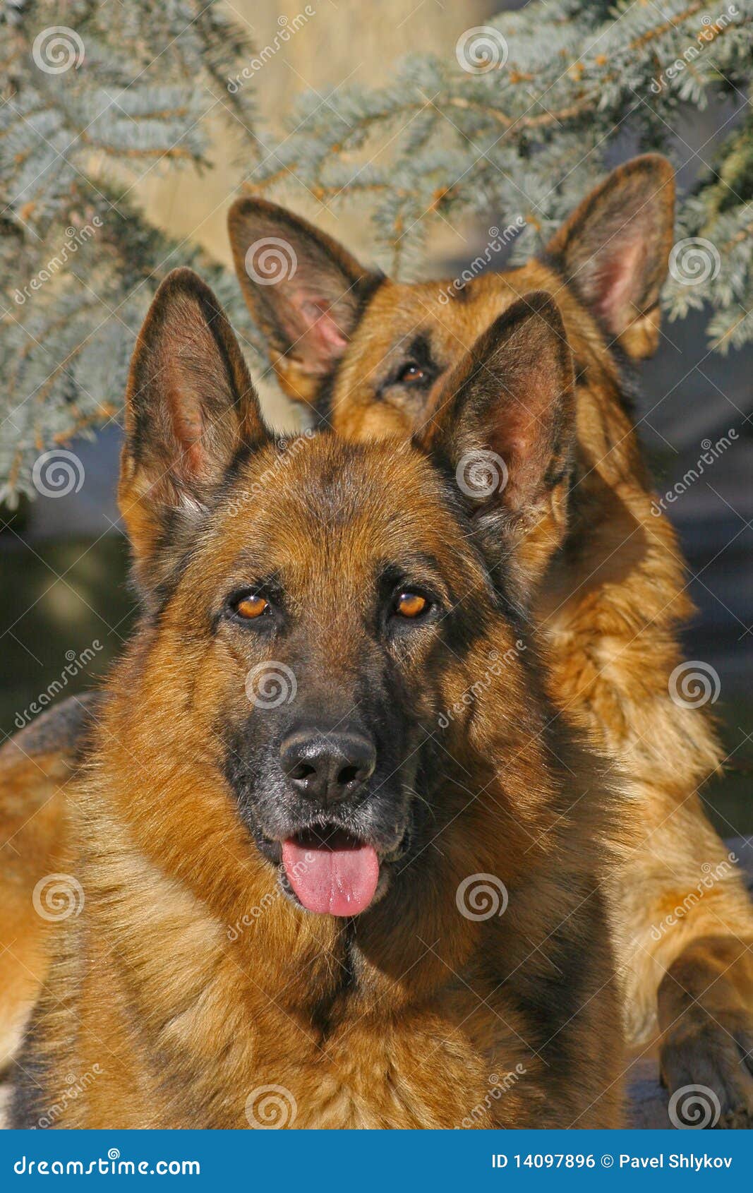 Two dogs face stock photo. Image of german, outdoors - 14097896