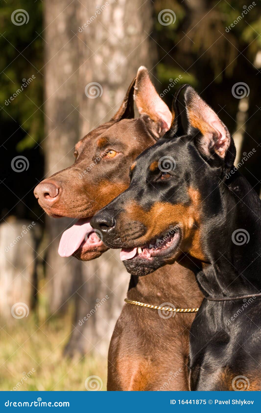 Two dogs face stock image. Image of sibling, wait, dobermann - 16441875