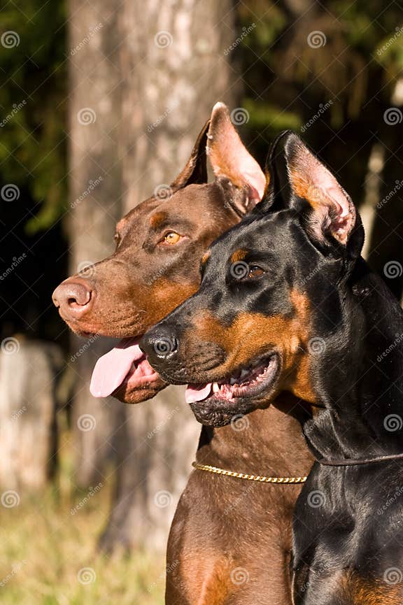 Two dogs face stock image. Image of sibling, wait, dobermann - 16441875