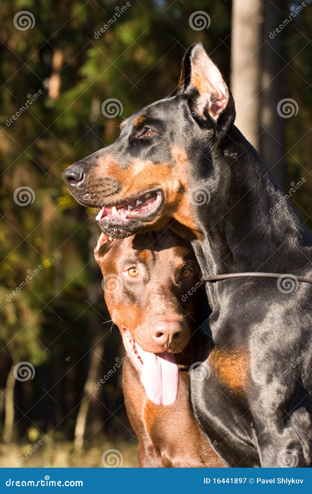 Two dogs face stock image. Image of look, canine, animal - 16441897