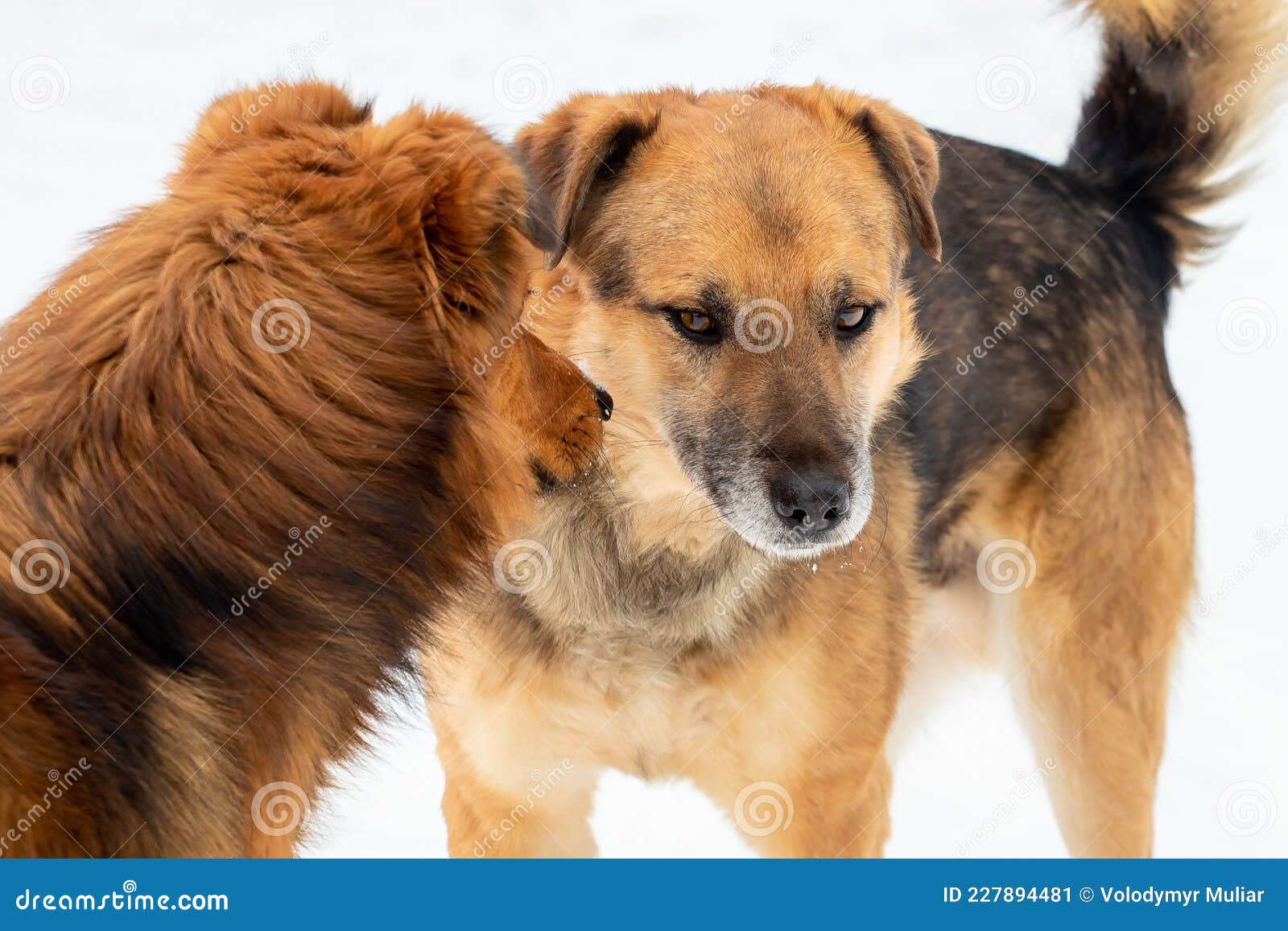 Are Estonian Hound Aggressive