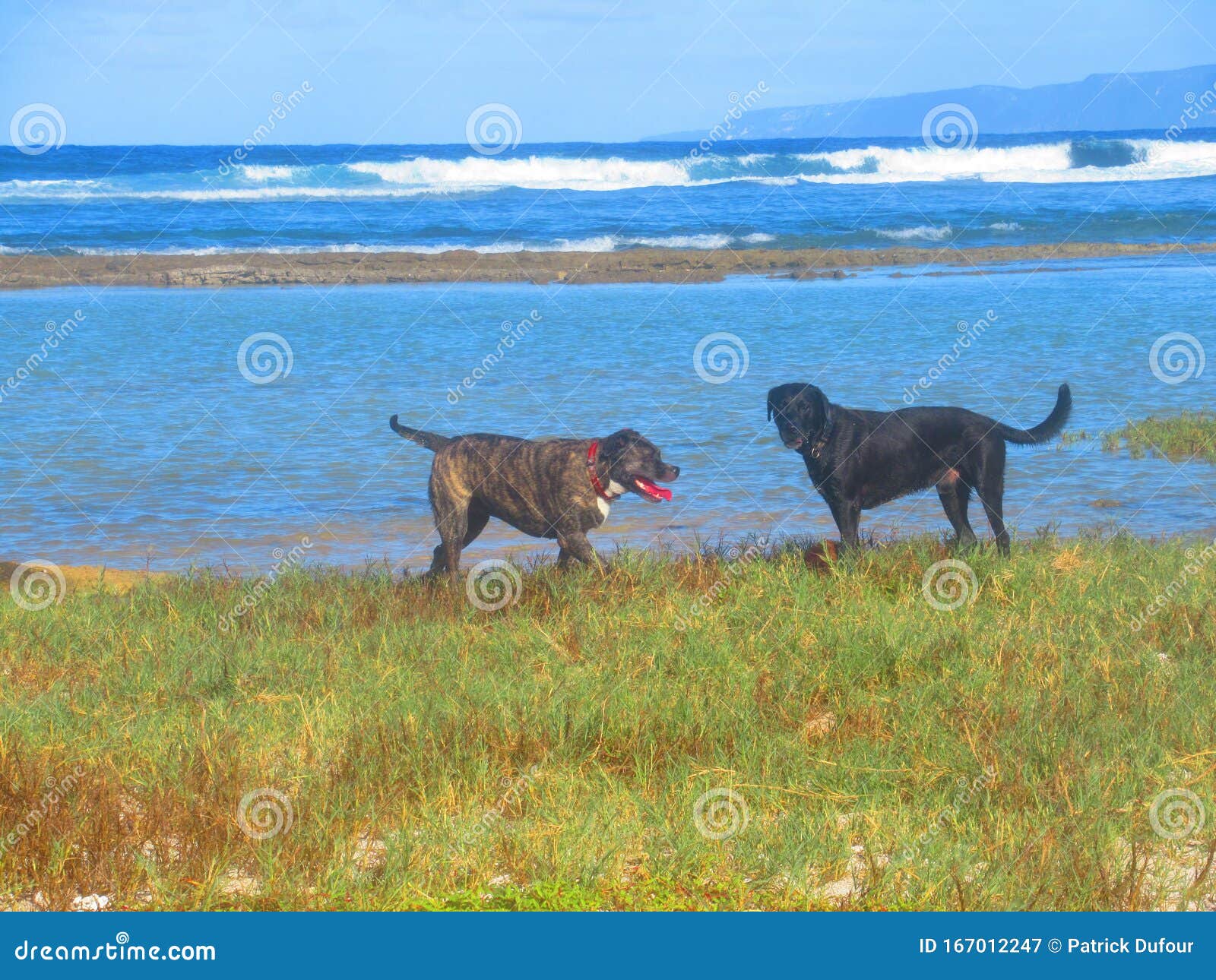 Two dogs in a field stock image. Image of water, ocean - 167012247