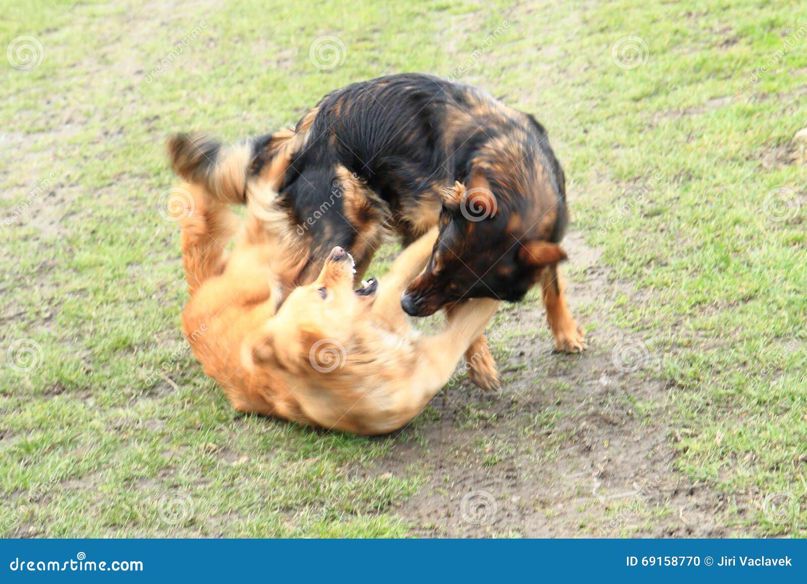 Two dogs are fighting stock photo. Image of canine, grass - 69158770