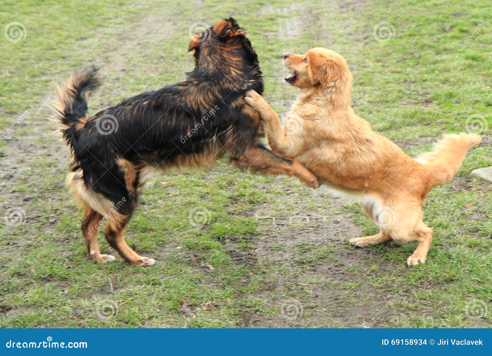 Two dogs are fighting stock photo. Image of summer, domestic - 69158934