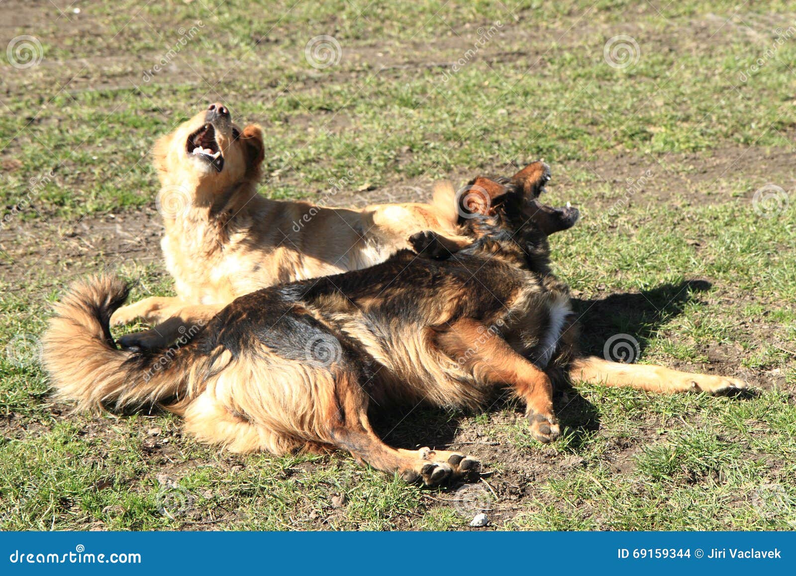 Two dogs are fighting stock photo. Image of fight, outside - 69159344