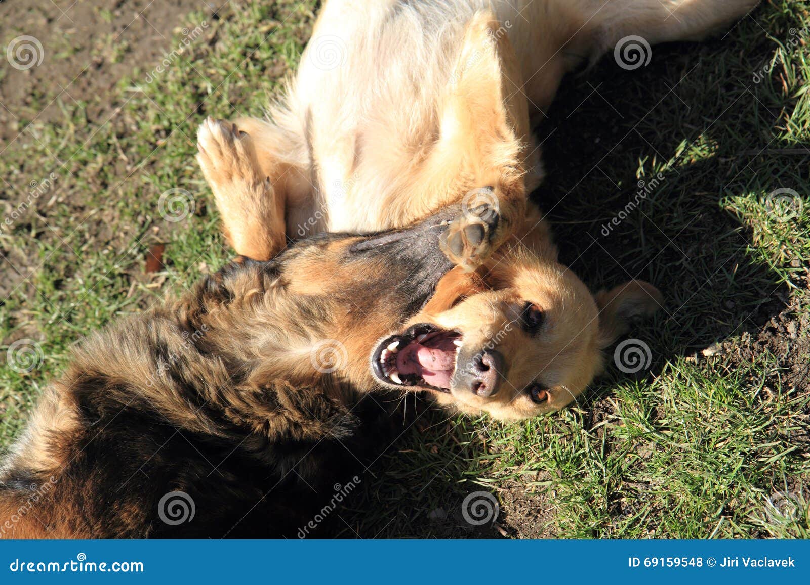 Two dogs are fighting stock photo. Image of white, young - 69159548