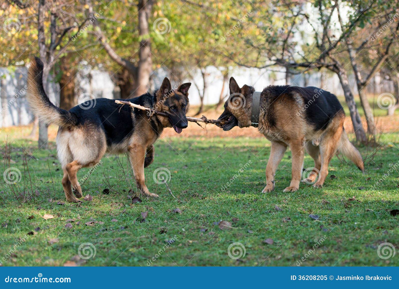 Two Dogs Fighting Over Stick Stock Image - Image of animals, protection ...