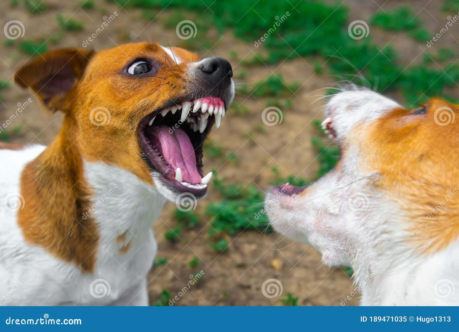 Agressive Dogs Stare And Fight On Railway Royalty-Free Stock Image ...