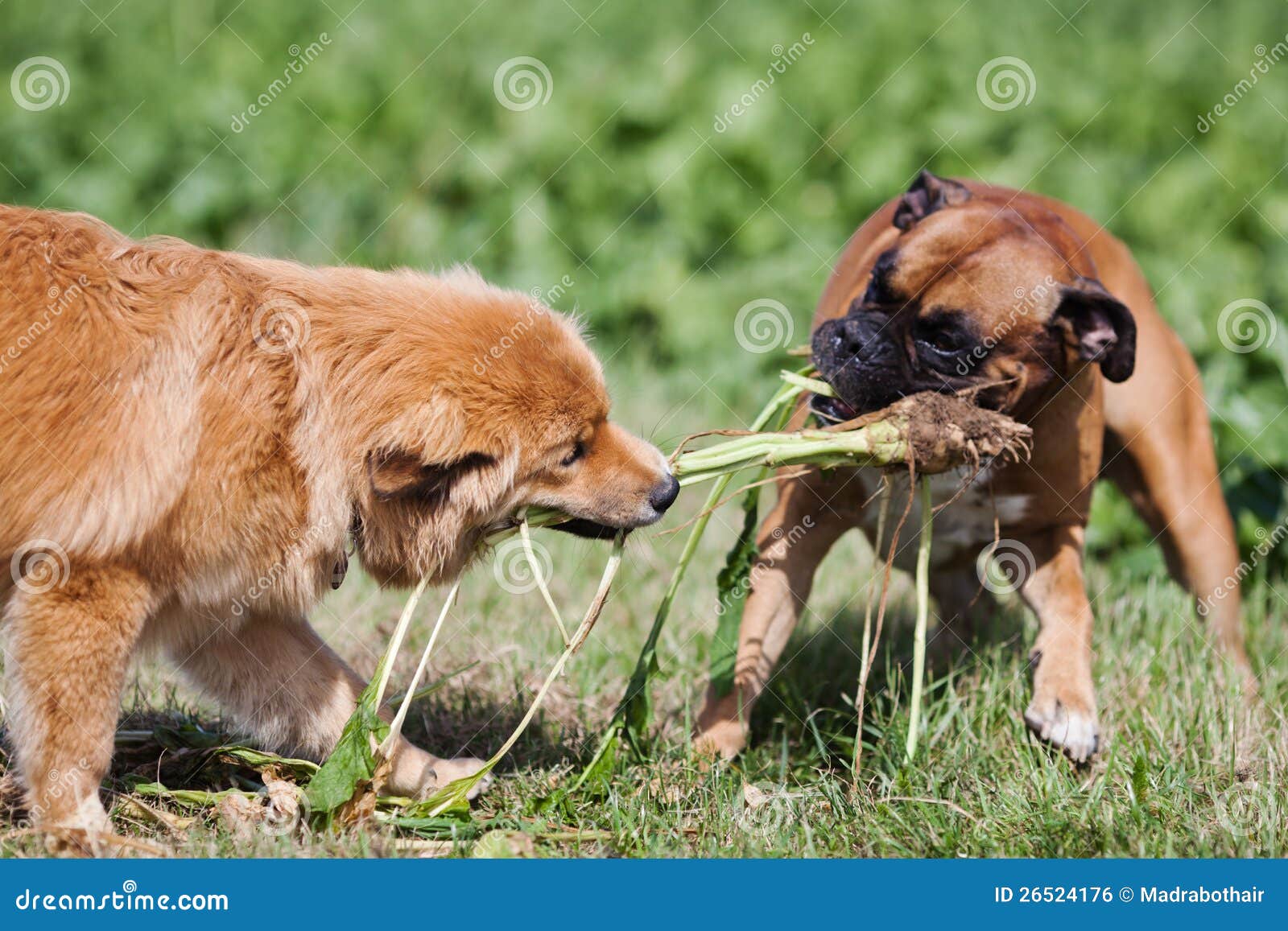 Two Dogs Fighting about Turnip Leaves Stock Photo - Image of ...