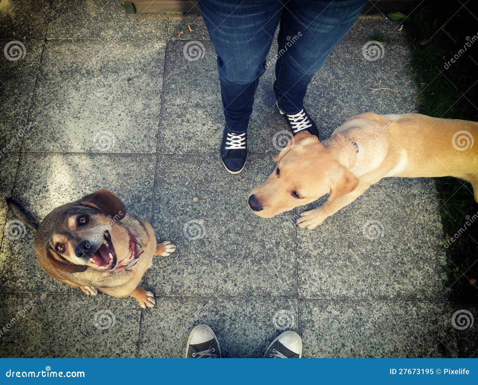 Two dogs friends editorial image. Image of adorable, play - 27673195