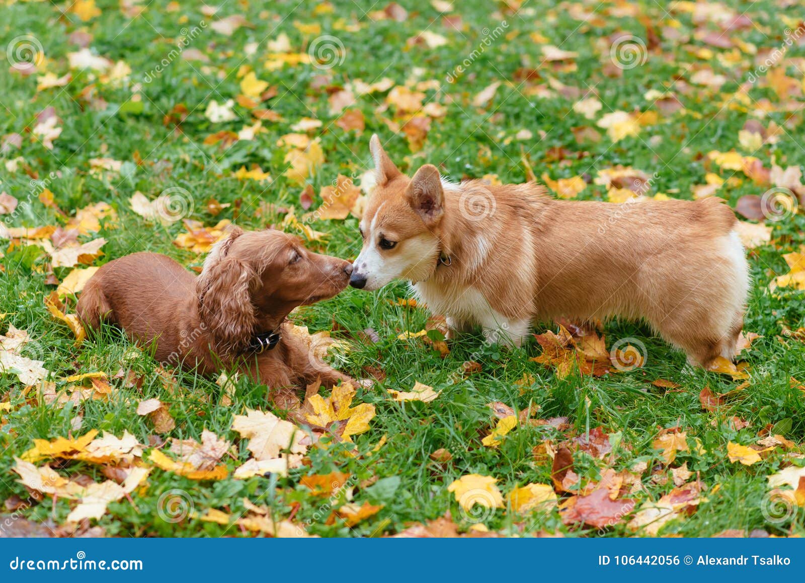 Two Beautiful Dogs Frolic Outdoors in the Fall Stock Photo - Image of ...