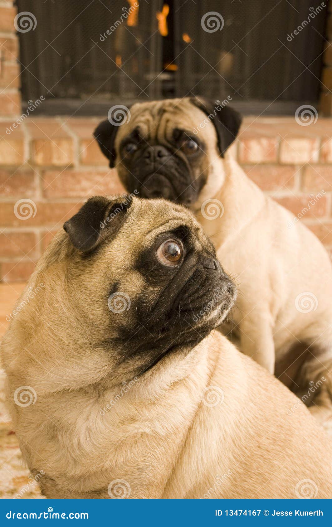 Two Dogs in Front of Fire stock image. Image of cainine - 13474167