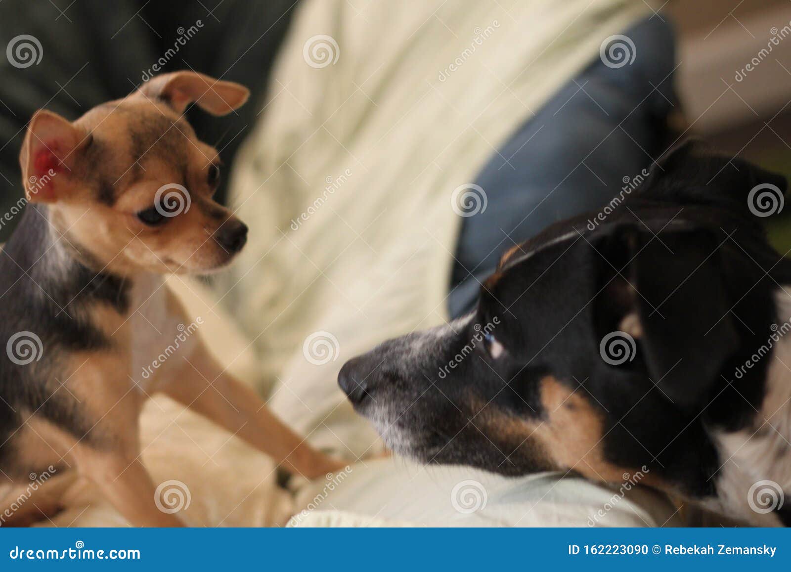 Two dogs greeting 1147 stock photo. Image of brown, canine - 162223090
