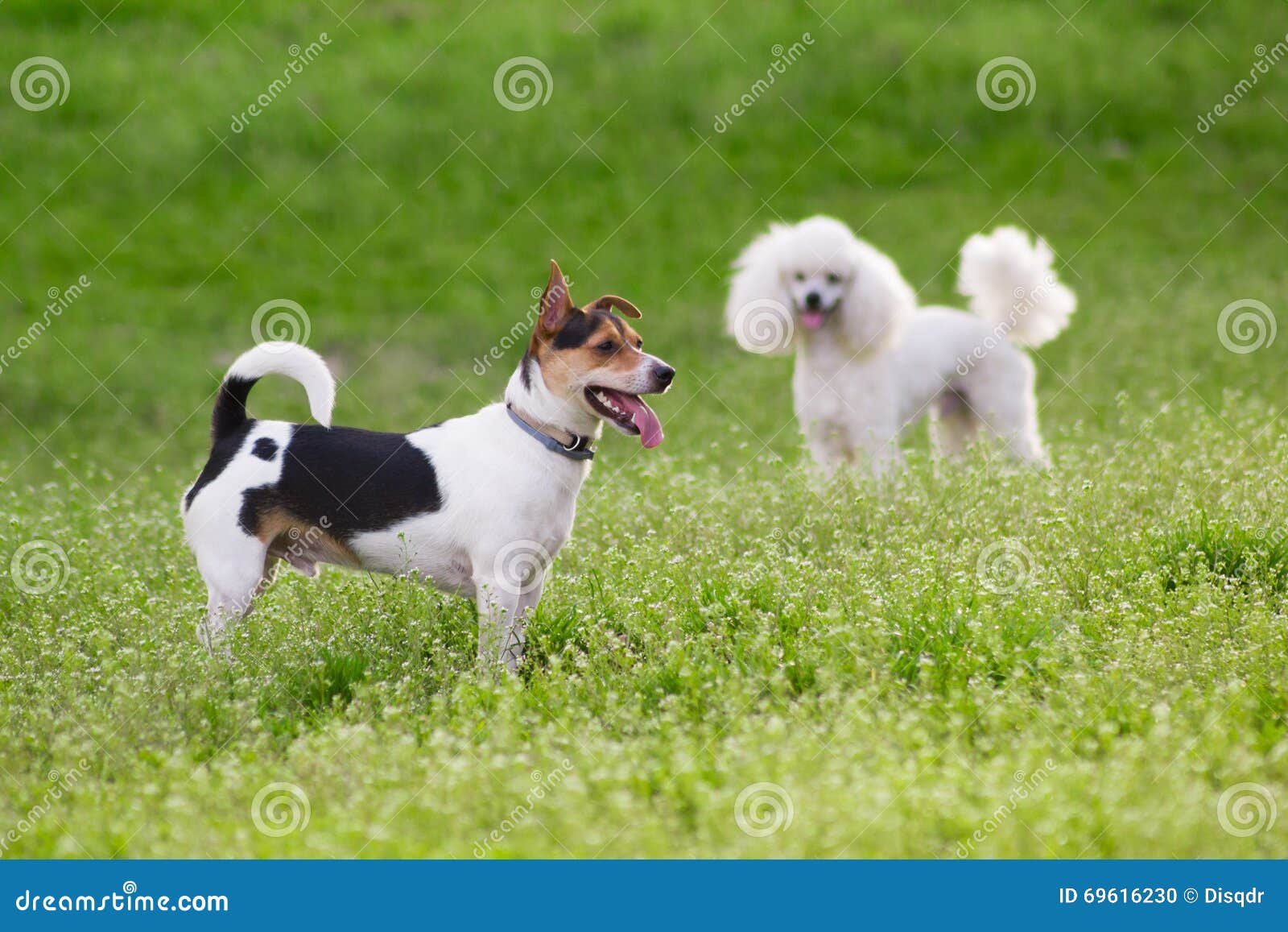 Two Dogs on Green Grass in Springtime Stock Photo - Image of beautiful ...