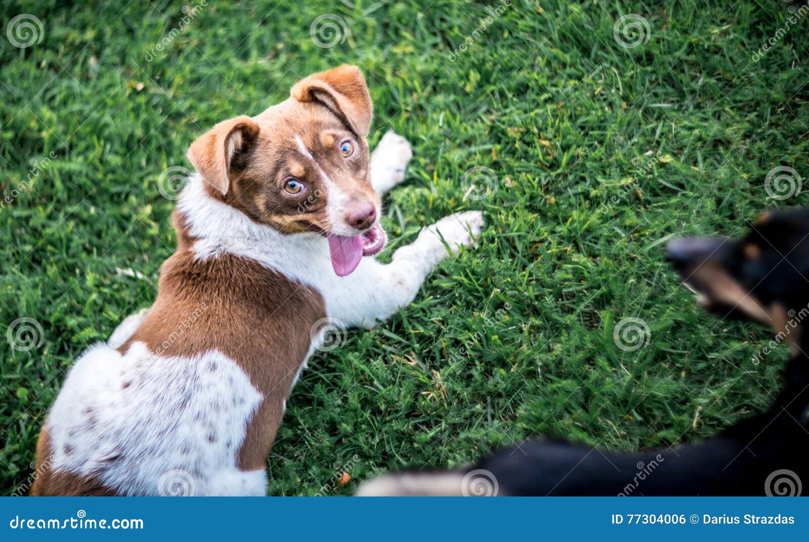 Two dogs happy stock photo. Image of hand, breed, mixed - 77304006