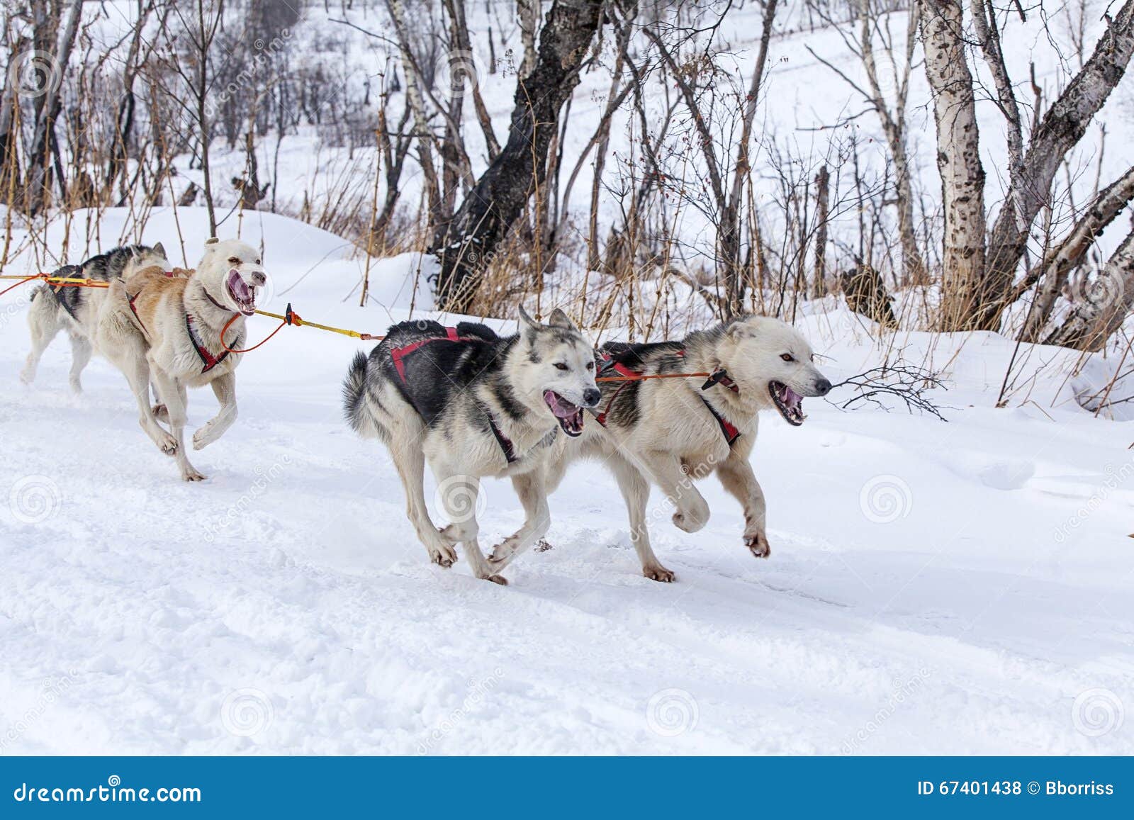 Two Dogs in Harness Pulling a Sleigh Competitions Stock Photo - Image ...