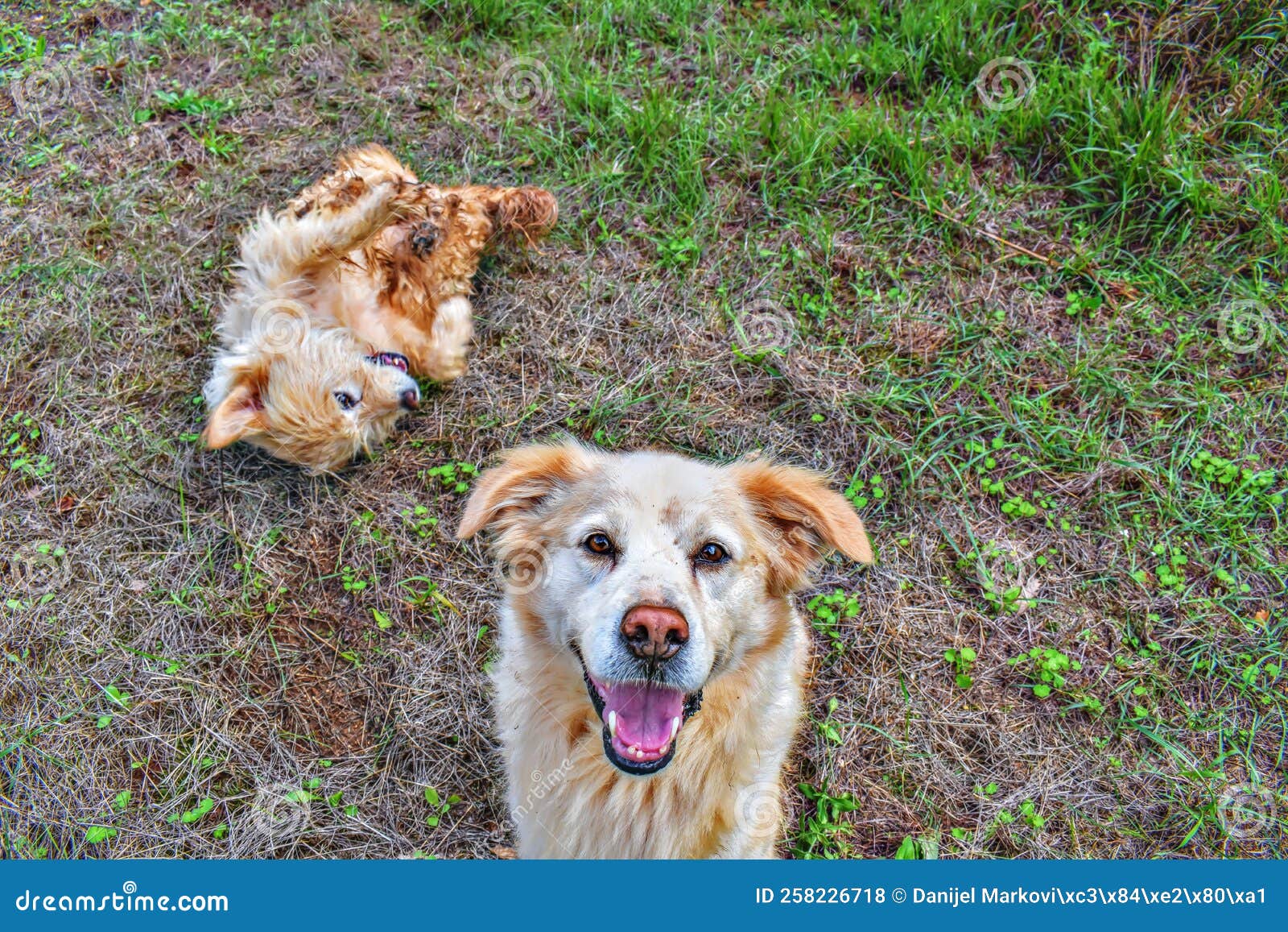 Two Dogs are Having Fun on a Beautiful Day. Stock Photo - Image of ...