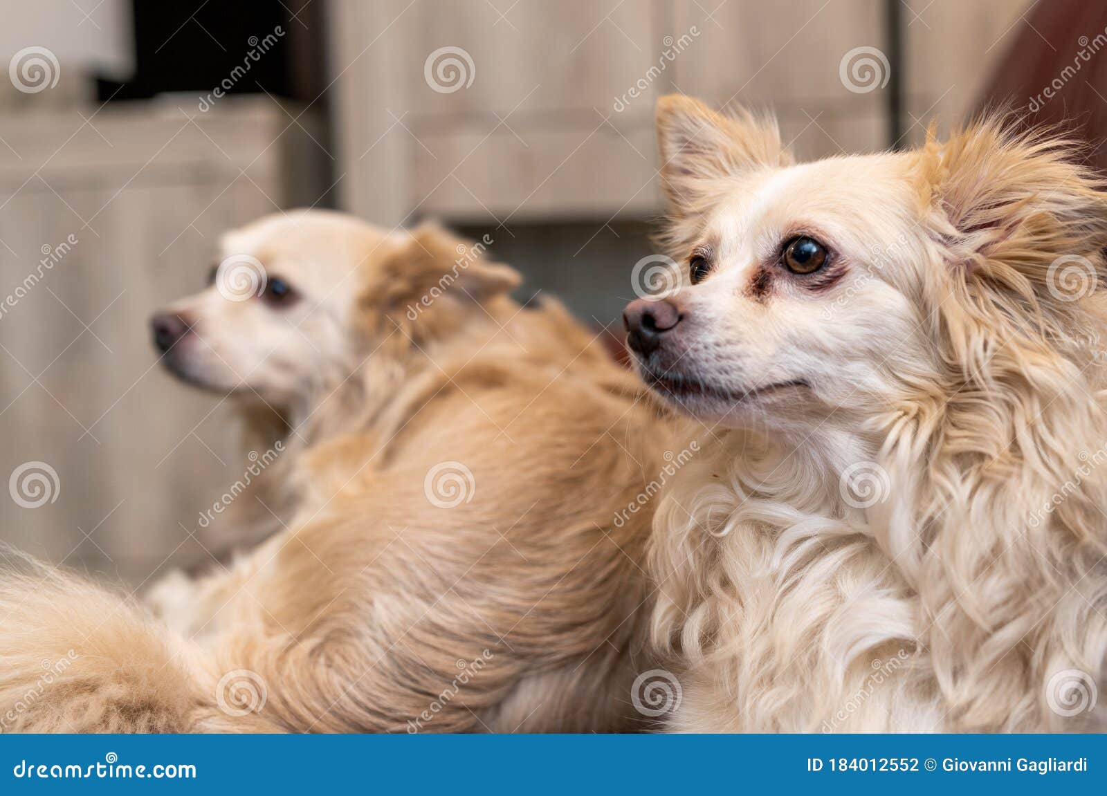 Two Dogs at Home, Light Brown Color Stock Photo - Image of portrait ...