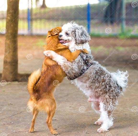 Two Dogs Hugging Each Other Stock Photo - Image of cute, mammal: 170145618