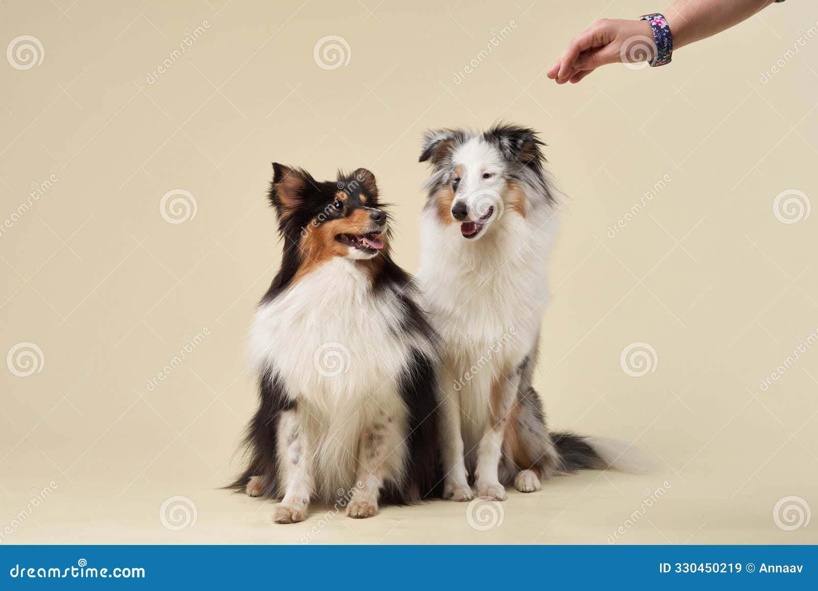 A Beautiful Shelties/ Shetland Sheepdogs On A Log In A Forest Stock ...