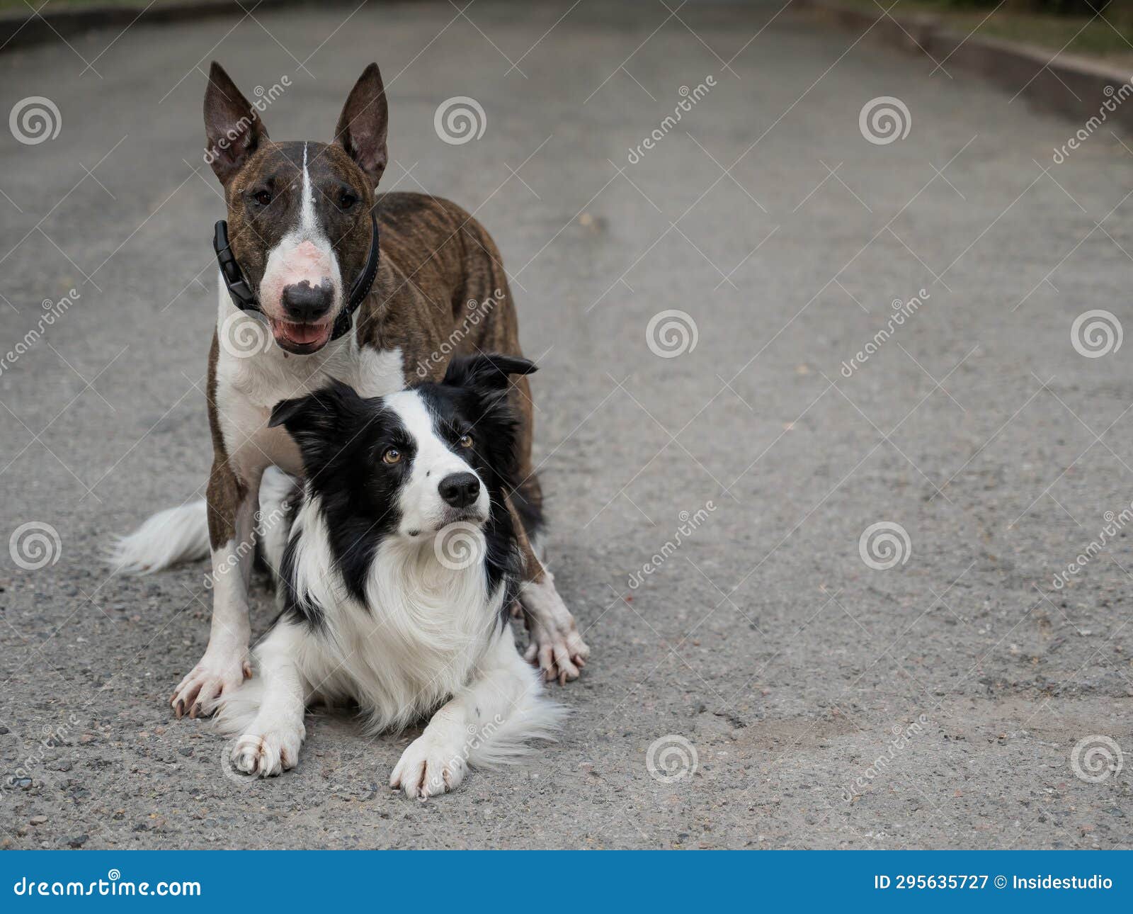 Two Dogs are Hugging on a Walk. Border Collie and Bull Terrier. Stock ...