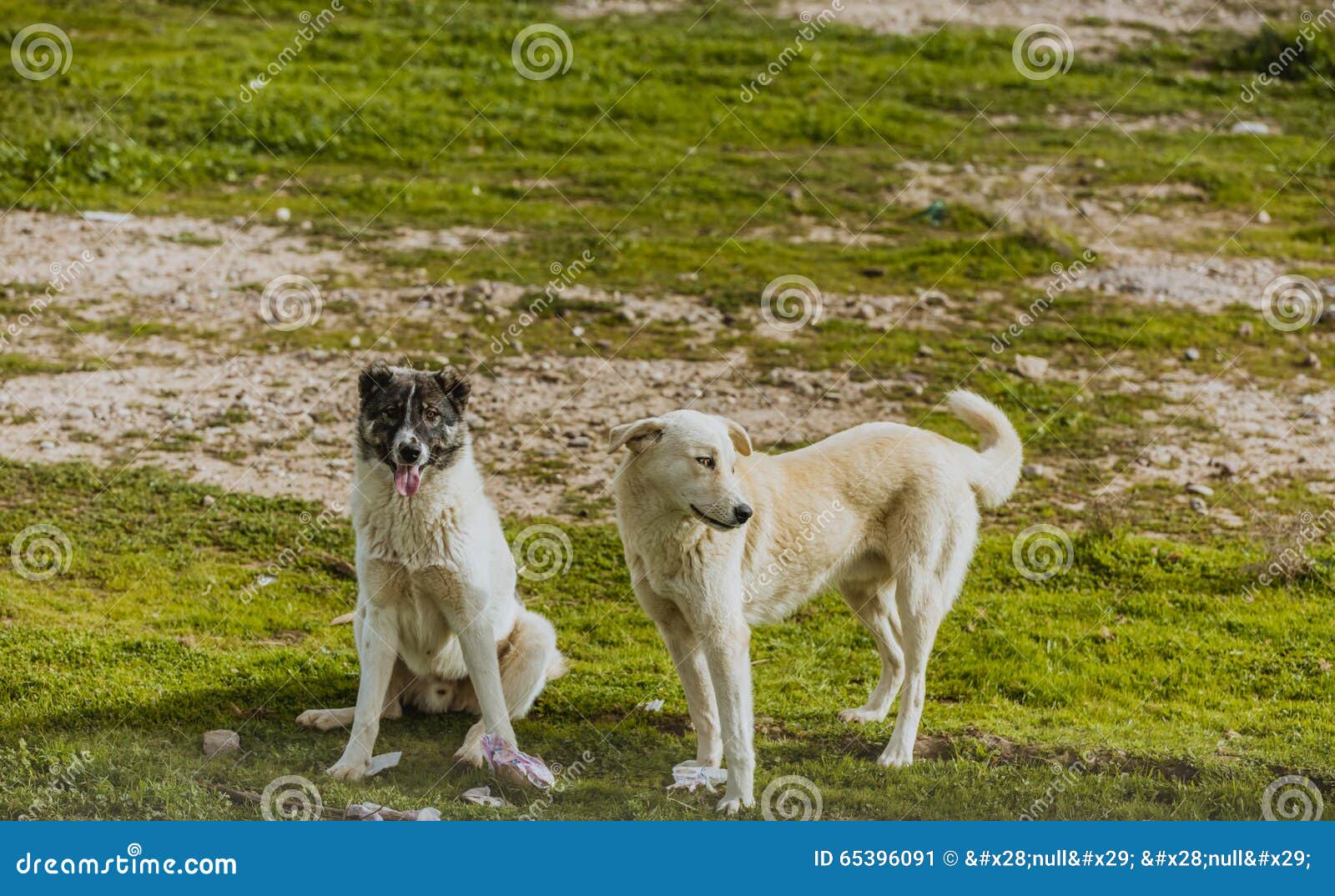Two Dogs in Iraqi Countryside Stock Image - Image of agriculture, close ...