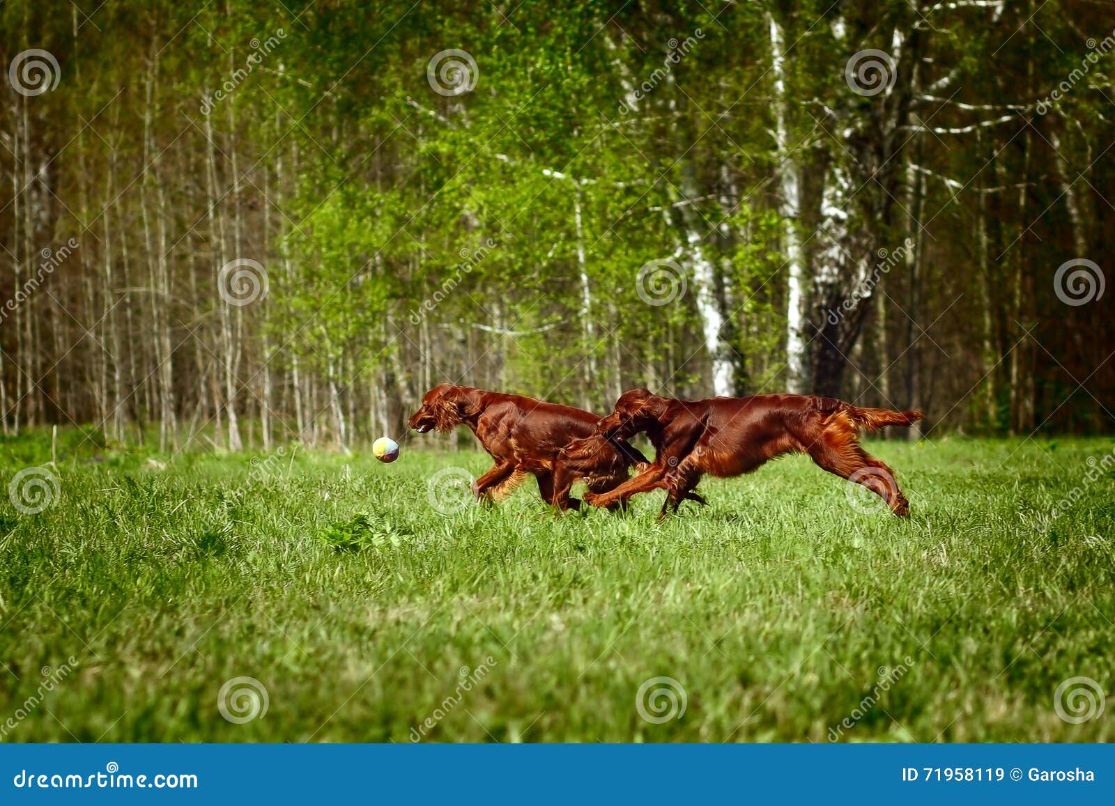 Two Dogs an Irish Setter Playing Ball Stock Image - Image of glad ...
