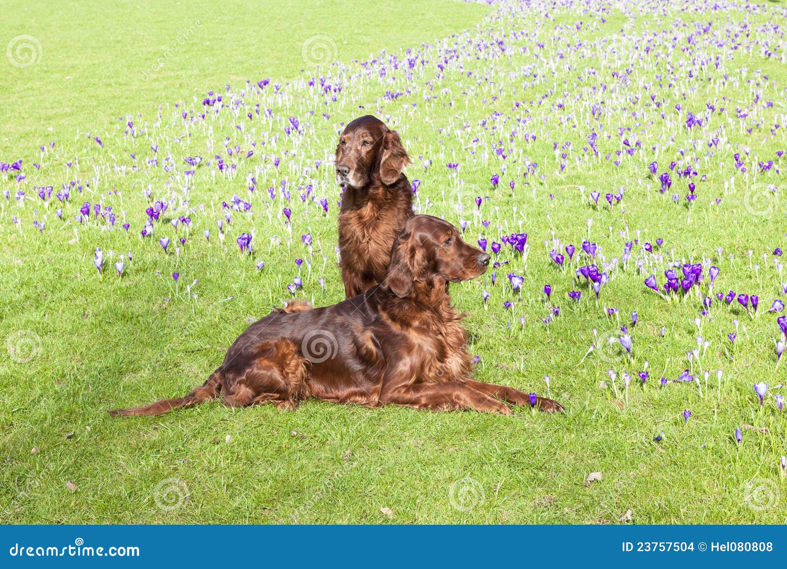 Two Dogs - Irish Setter - Sitting in the Grass Stock Photo - Image of ...