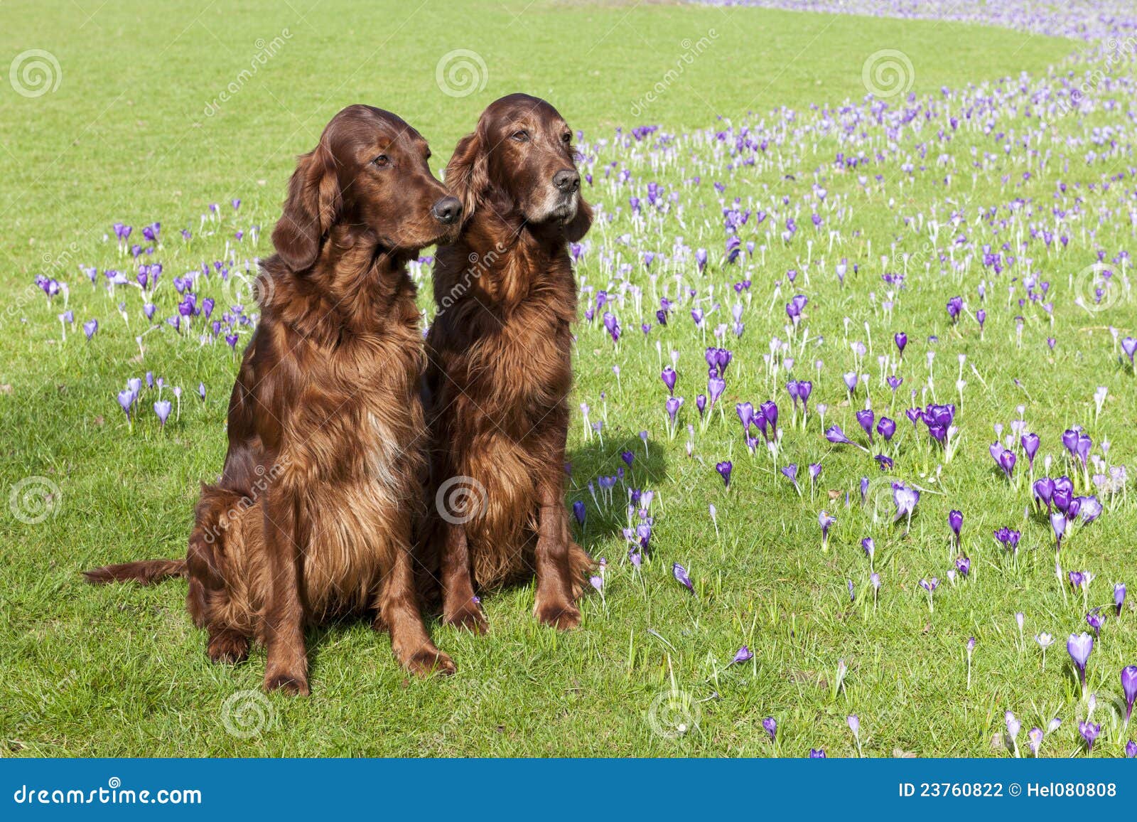 Two Irish Setter stock photo. Image of gundog, grass - 23760822