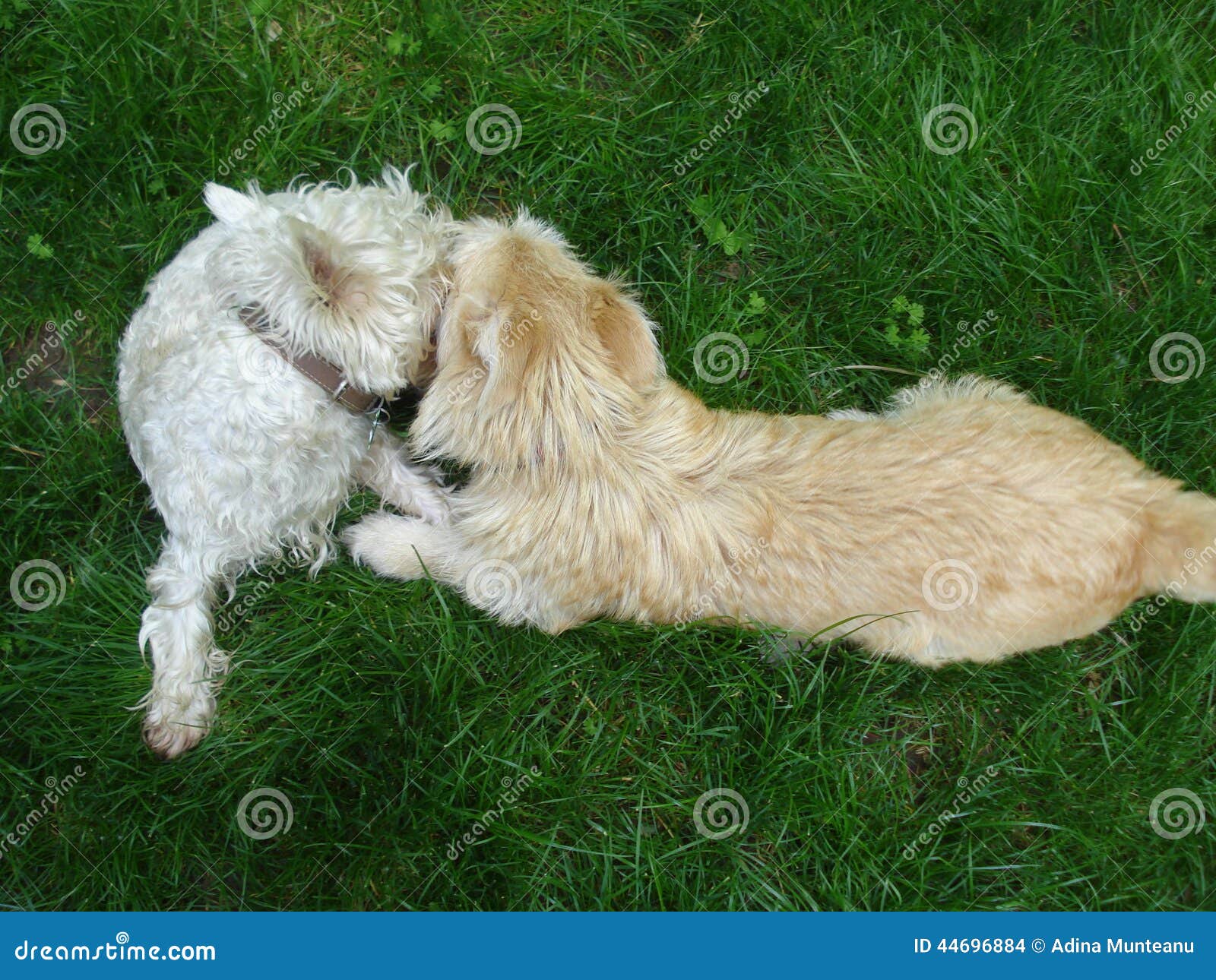 Two dogs kissing stock photo. Image of friends, intimate - 44696884