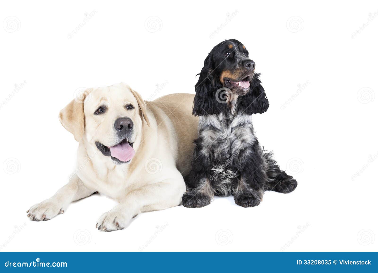 English Labrador Retriever Vs American Labrador Retriever