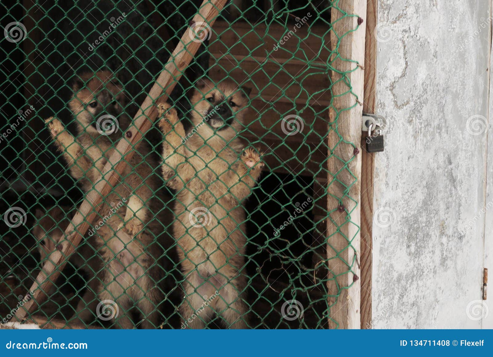 Two dogs locked. stock photo. Image of refuge, homeless - 134711408