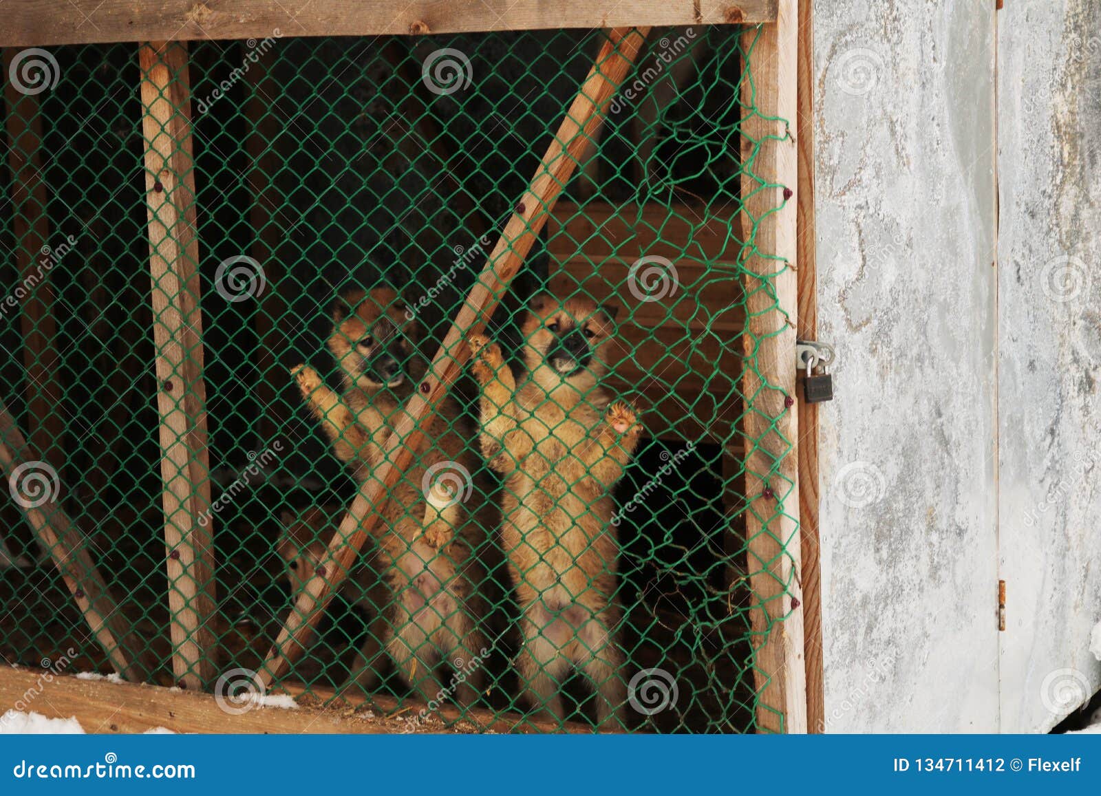 Two dogs locked. stock photo. Image of locked, shelter - 134711412