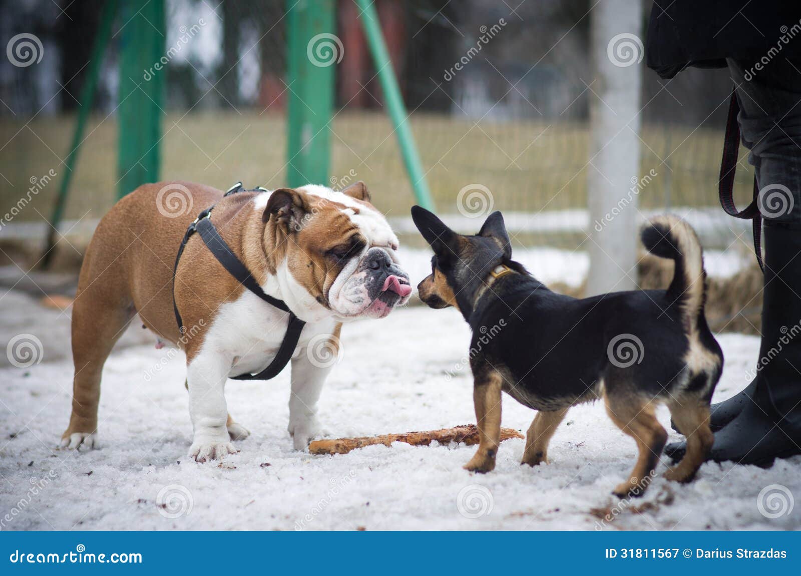 Two dogs stock image. Image of ears, nose, sunny, looking - 31811567