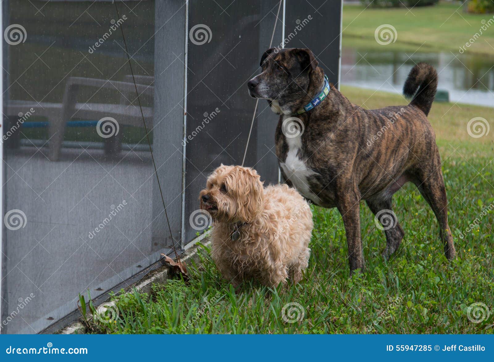 Two Dogs Looking through Screen Stock Image - Image of neighbors, lake ...