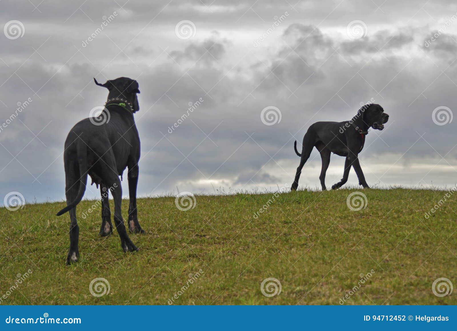 Two dogs looking similar stock photo. Image of hill, rain - 94712452