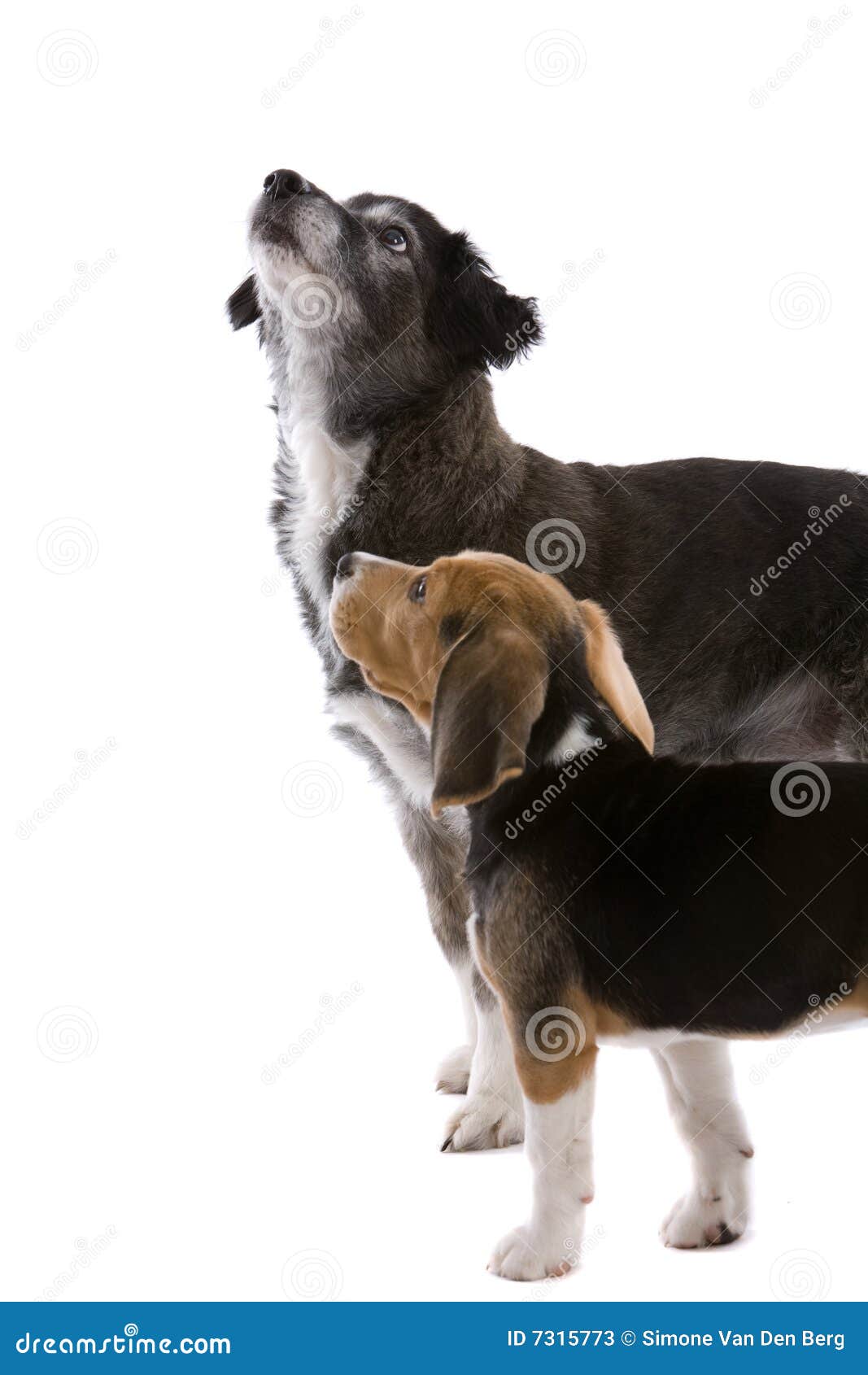 Dogs Looking Over Fence Royalty-Free Stock Photo | CartoonDealer.com ...
