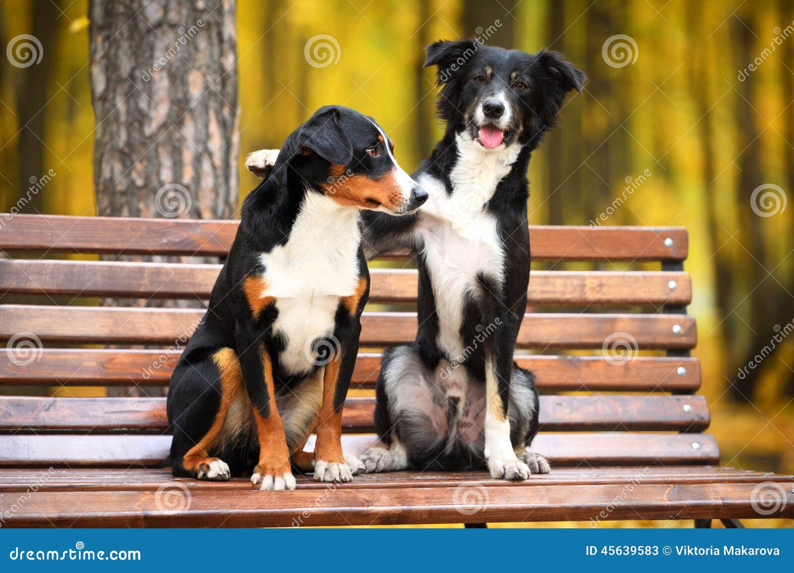 Two Dogs in Love in Autumn Park Stock Image - Image of sitting, golden ...