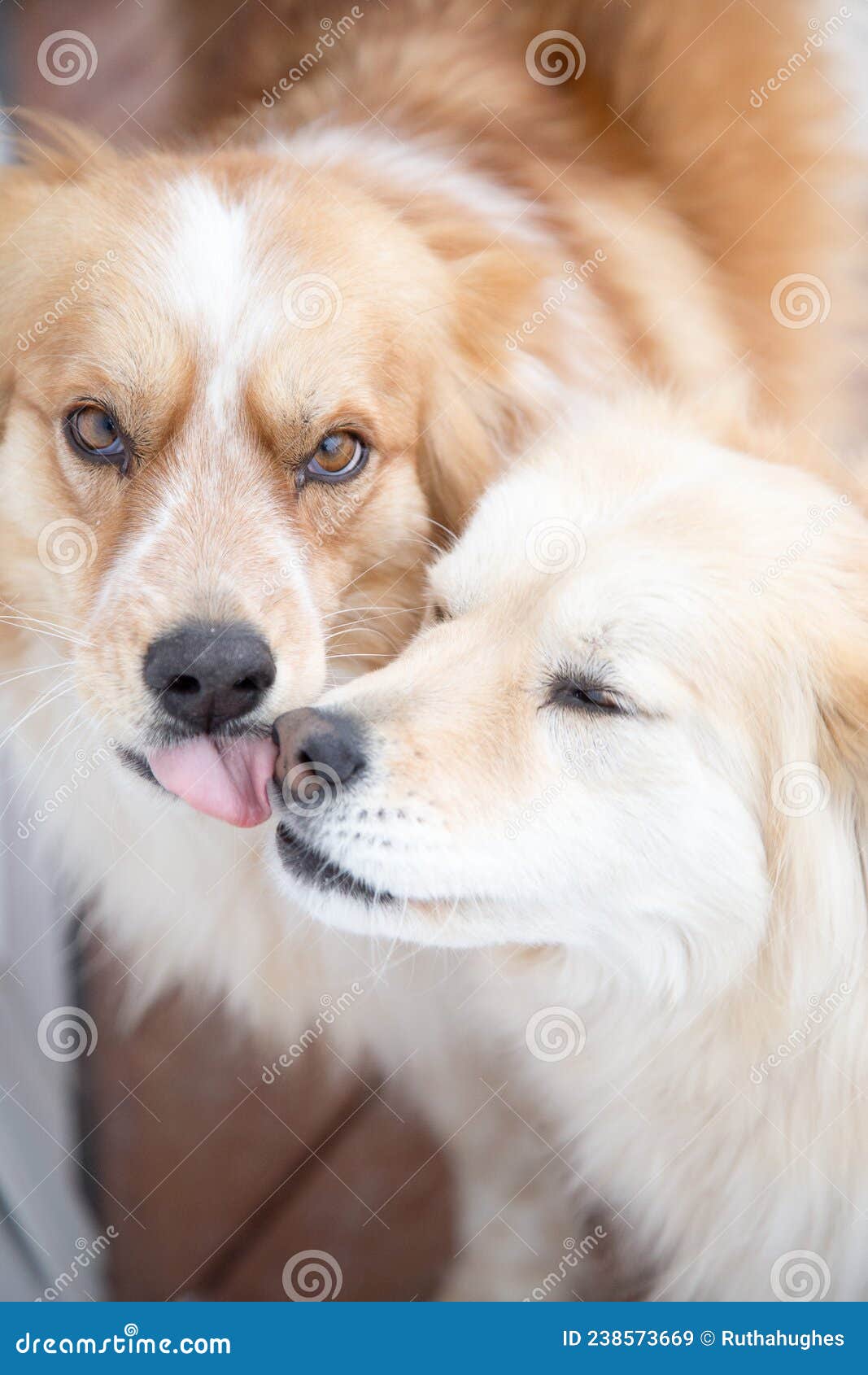 Two dogs loving each other stock image. Image of weather - 238573669