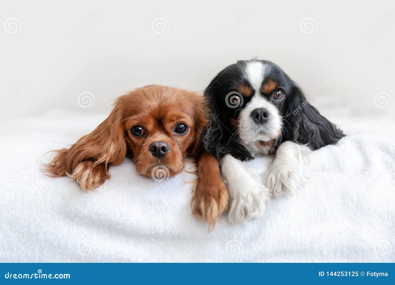 Two dogs lying together stock image. Image of daydream - 144253125