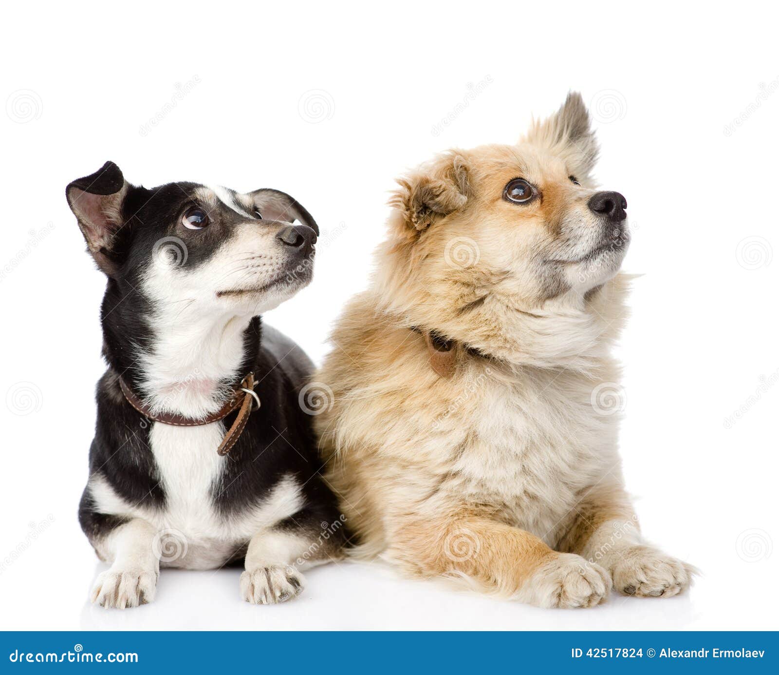 Two dogs lying together. stock photo. Image of couple - 42517824