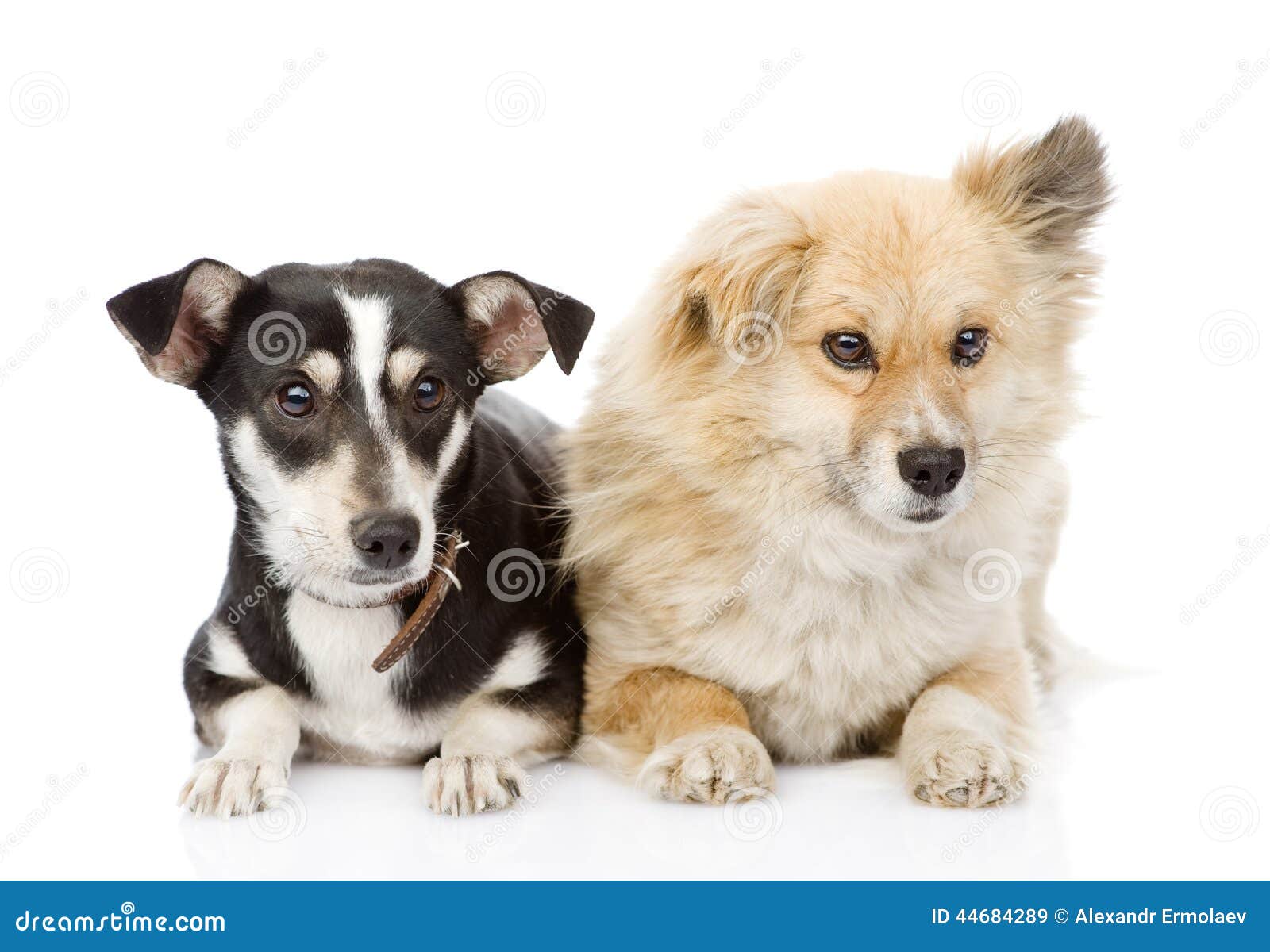Two Dogs Lying Together. Isolated on White Background Stock Image ...