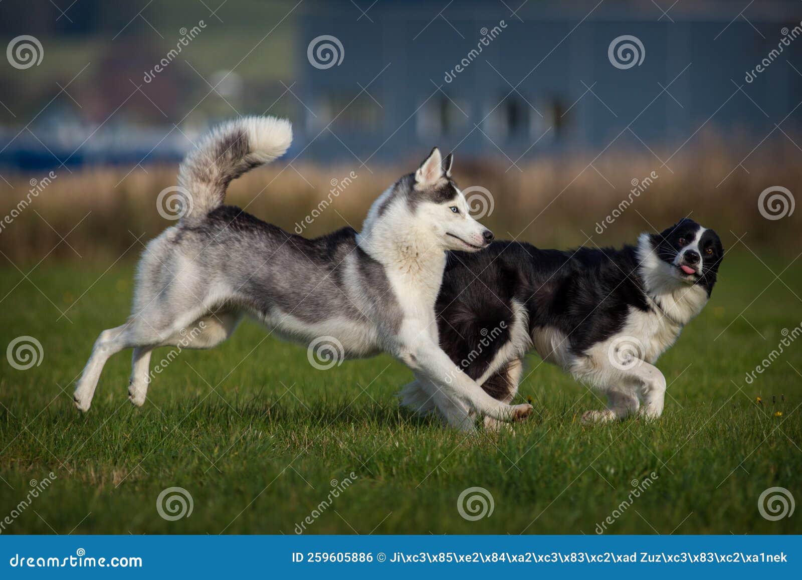 Two Dogs in the Meadow are Chasing Each Other Stock Photo - Image of ...
