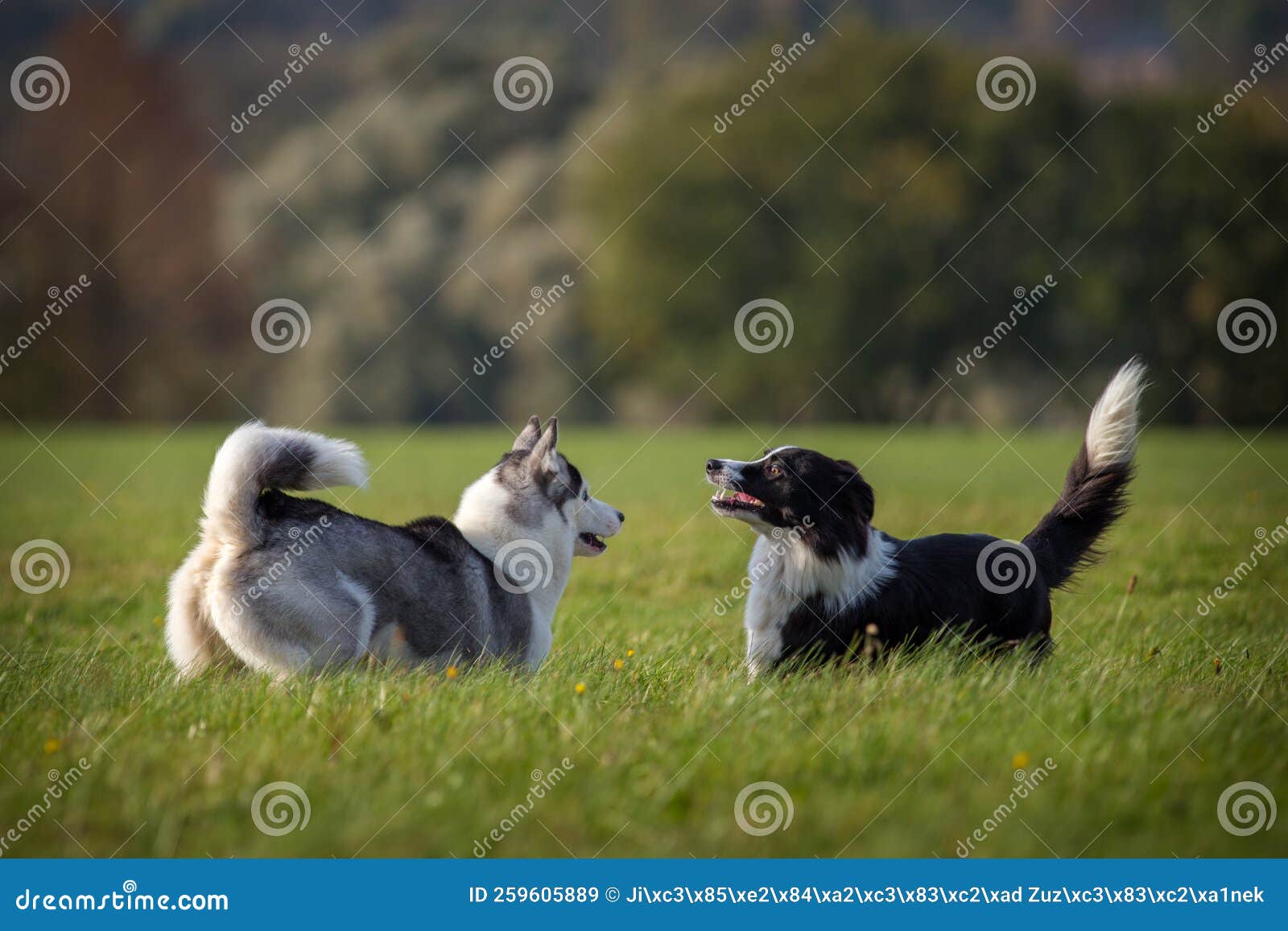 Two Dogs in the Meadow are Chasing Each Other Stock Image - Image of ...